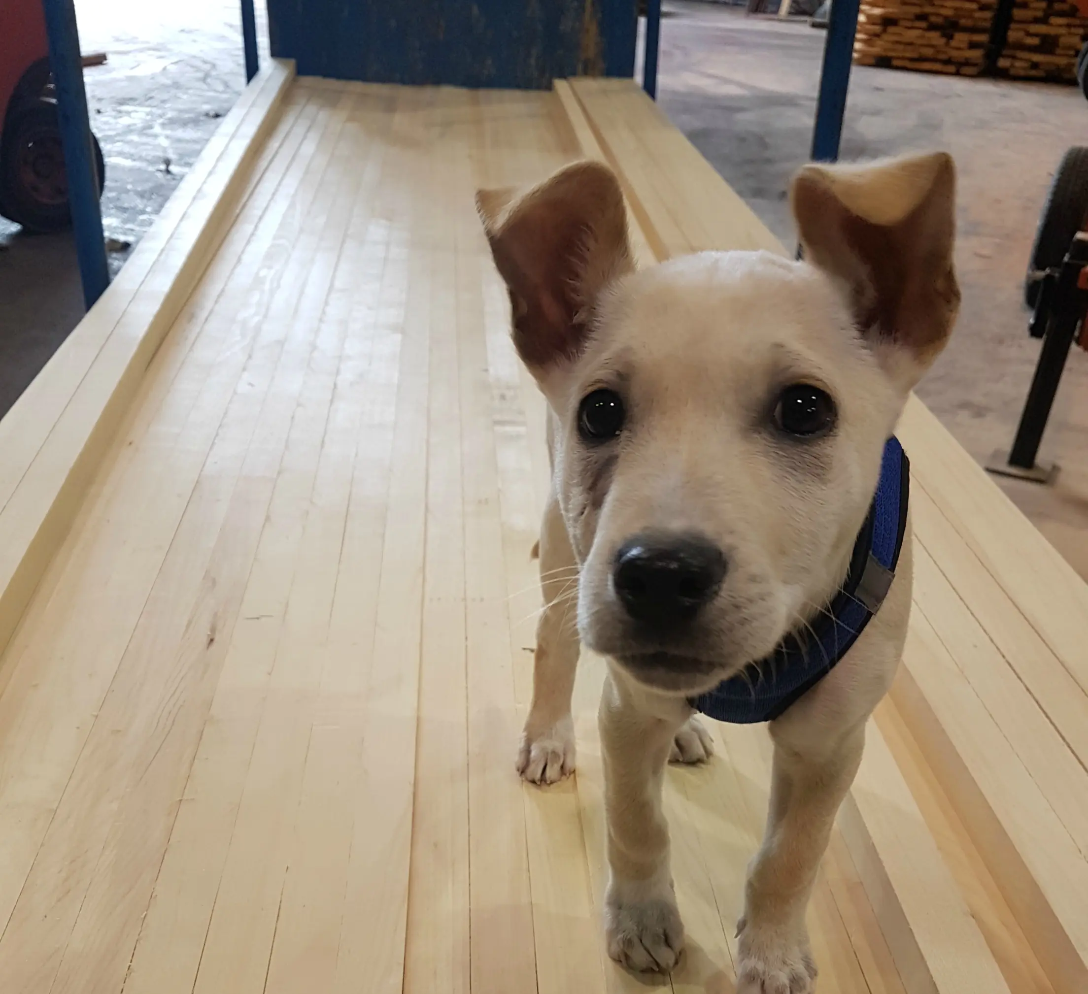 Western White Spruce for a Pop-Up Display | CarlWood Lumber Limited